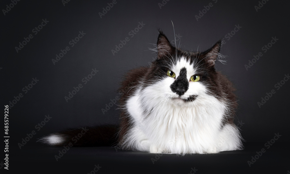 Majestic black and white Norwegian Forestcat with funny smirk face ...