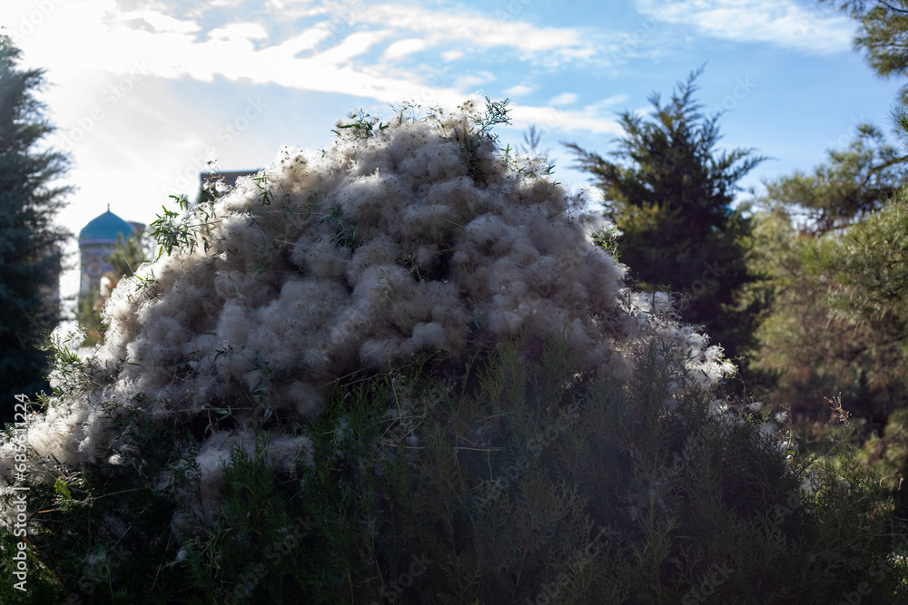 clematis drummondii, fluffy white bushes, Autumn season, sunlight ...