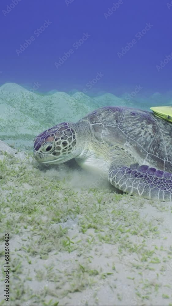 Vertical video, Camer moving forwards approaching to Sea Turtle grazing ...