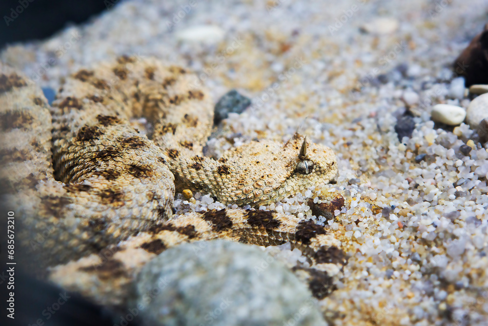 Desert Horned Viper. It is a venomous snake from the viper family.The ...