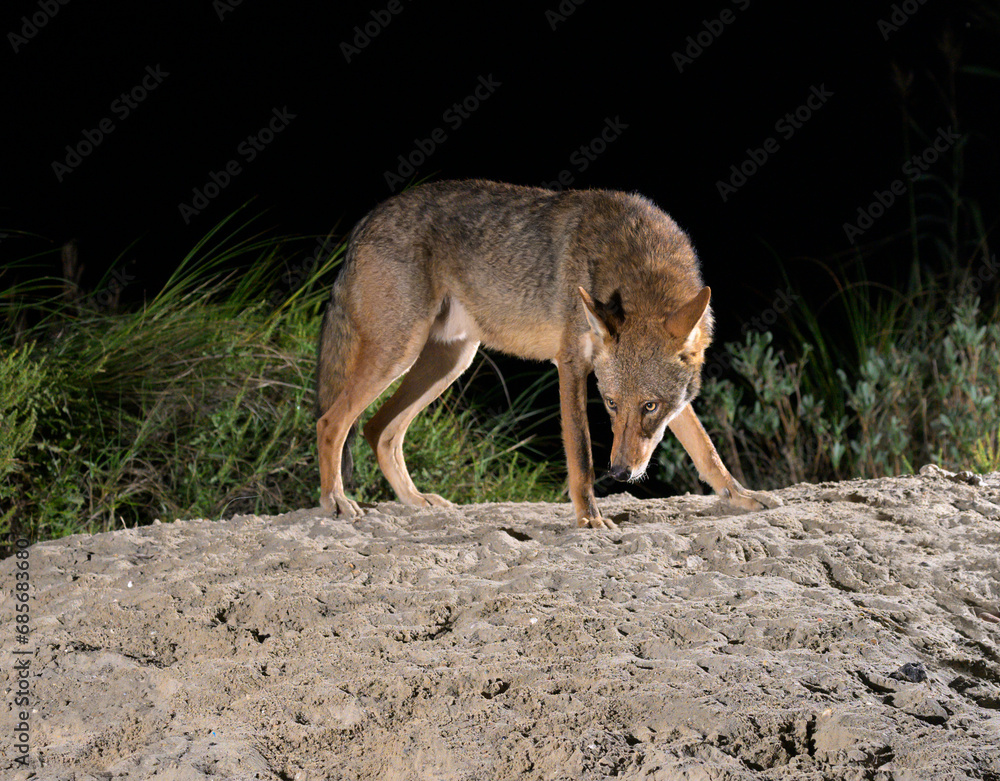 Coyote (Canis latrans) on sand dune at night, Galveston, Texas, USA ...