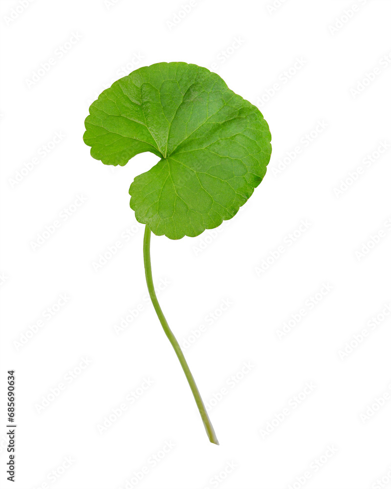 Centella asiatica leaf isolated on white background with clipping path ...