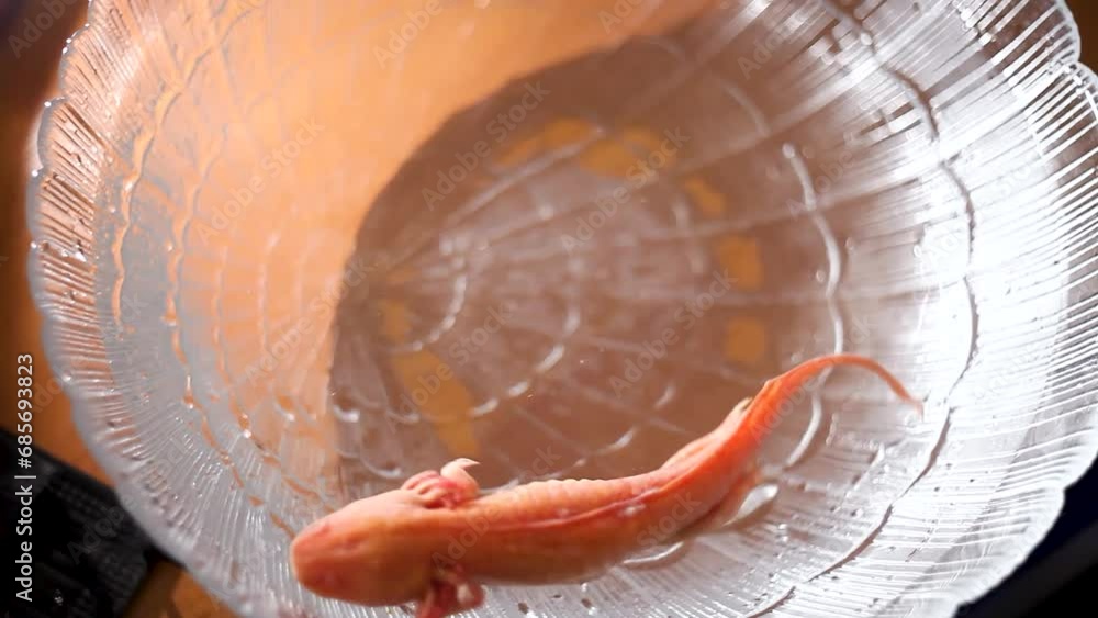 Axolotl amphibian pet orange with gills ,swimming in water .concept pet ...