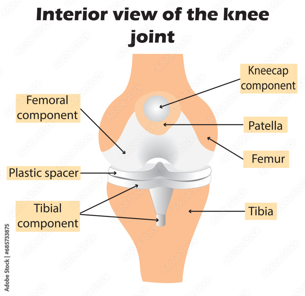 The knee joint structure and diagram. Vector illustration. Stock Vector ...
