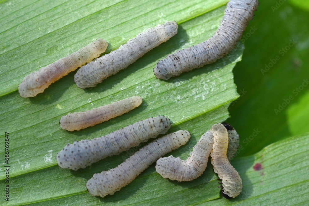 The grey caterpillar like larval stage of Solomons seal sawfly that can ...