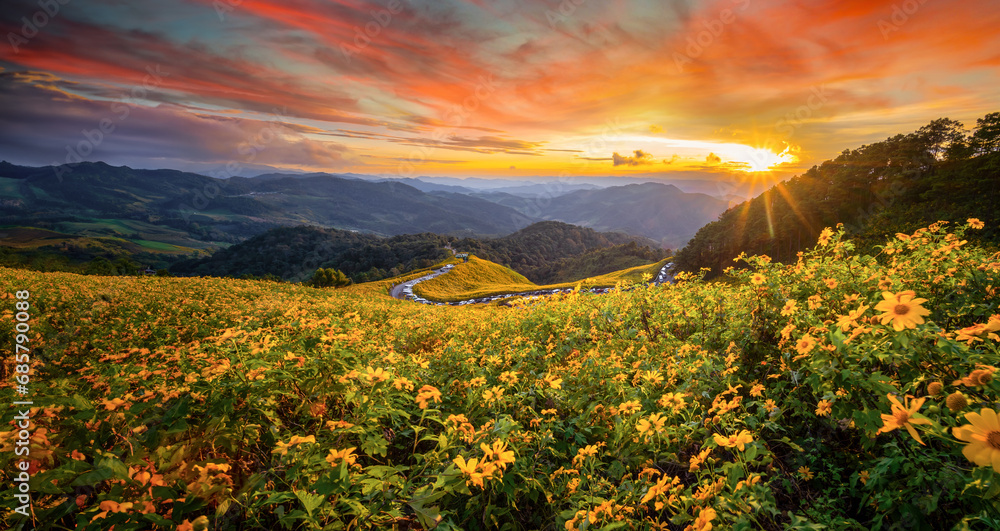 Panorama of Tung Bua Tong forest park at sunset.This Is the famous ...