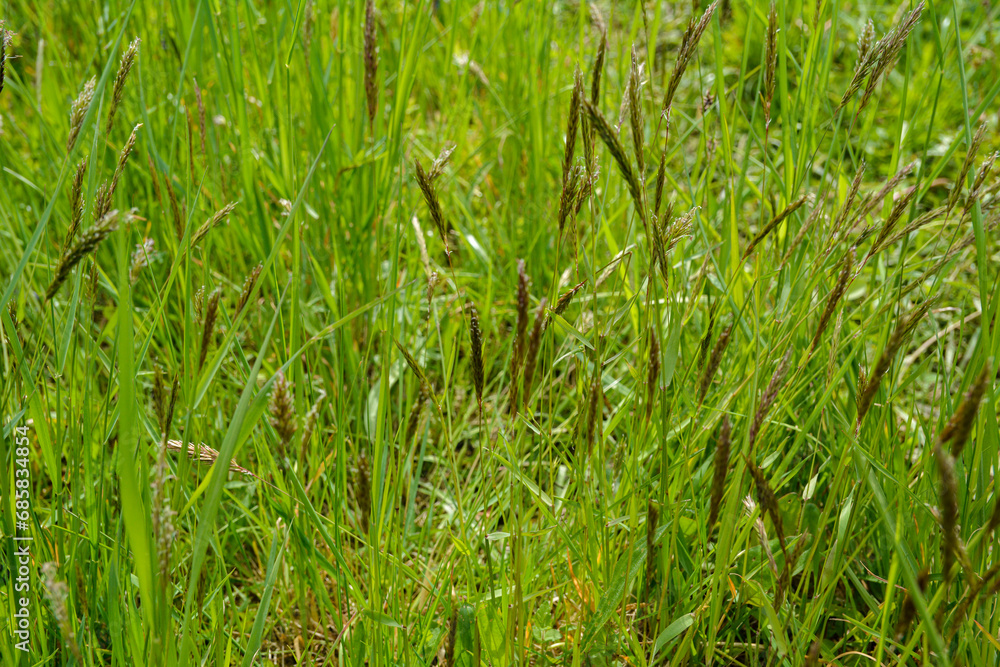 sweet grass or holy grass, Hierochloe odorata, mannagrass, Anthoxanthum ...