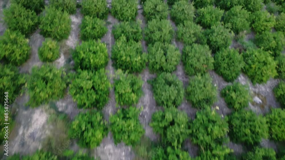 Aerial view shows lemon tree farming in orchard. Lemon tree cultivation ...