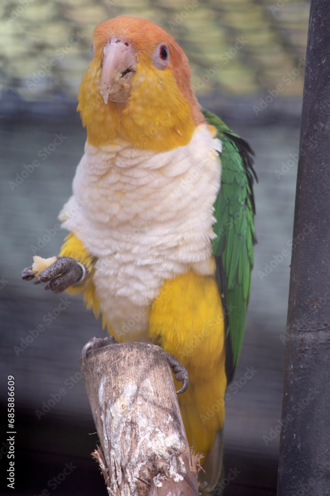 White bellied caique has a white, hooked beaks with pink nostrils on ...