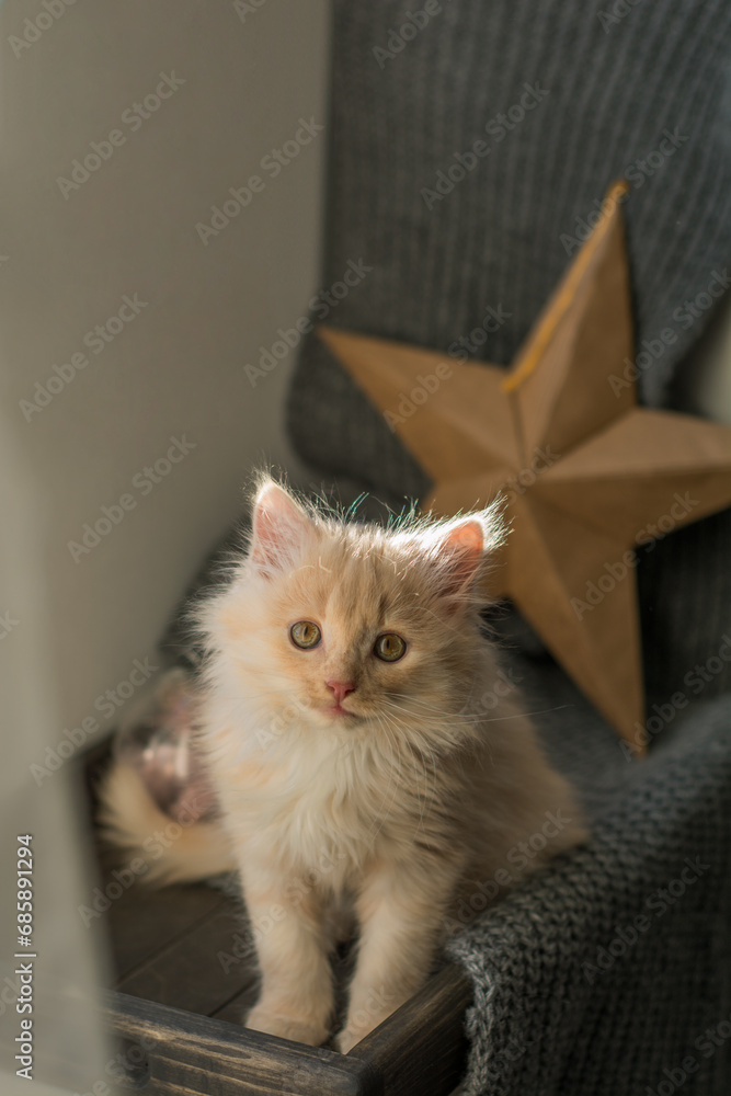 Kitten, red cat, pets, 2 months, baby cat, background, look, green eyes ...