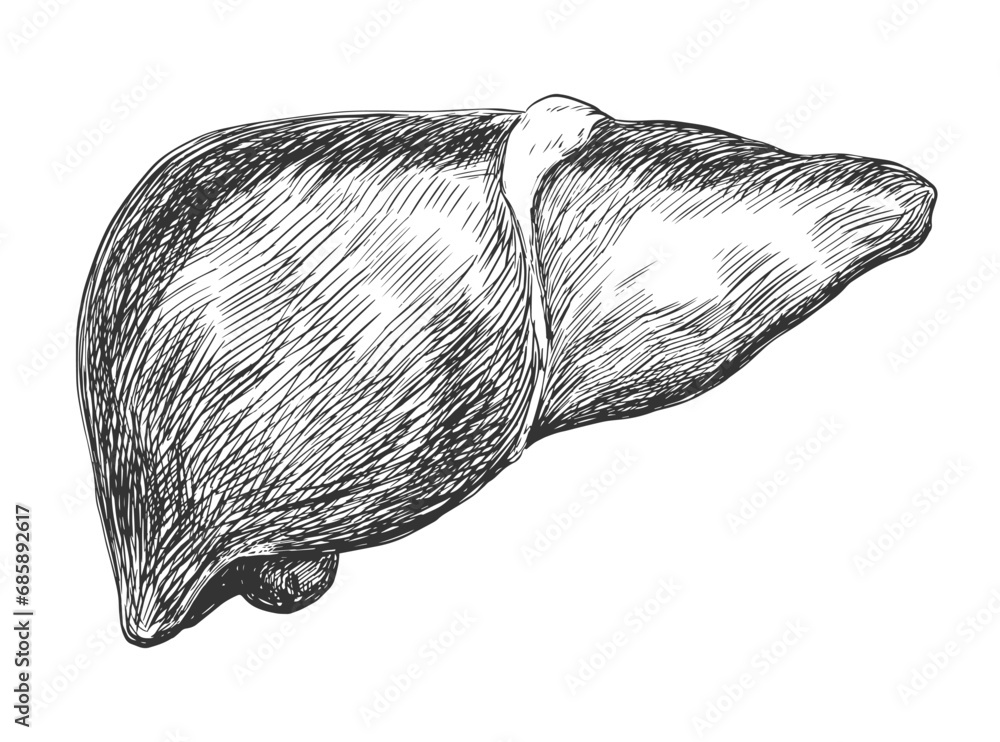 Sketch style human liver. Hand drawn liver. Engraving style. Anatomical ...