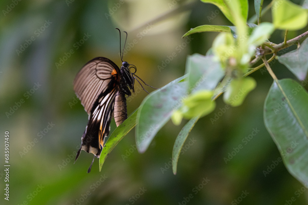 Beautiful butterfly, Papilio memnon, the great Mormon, is a large ...