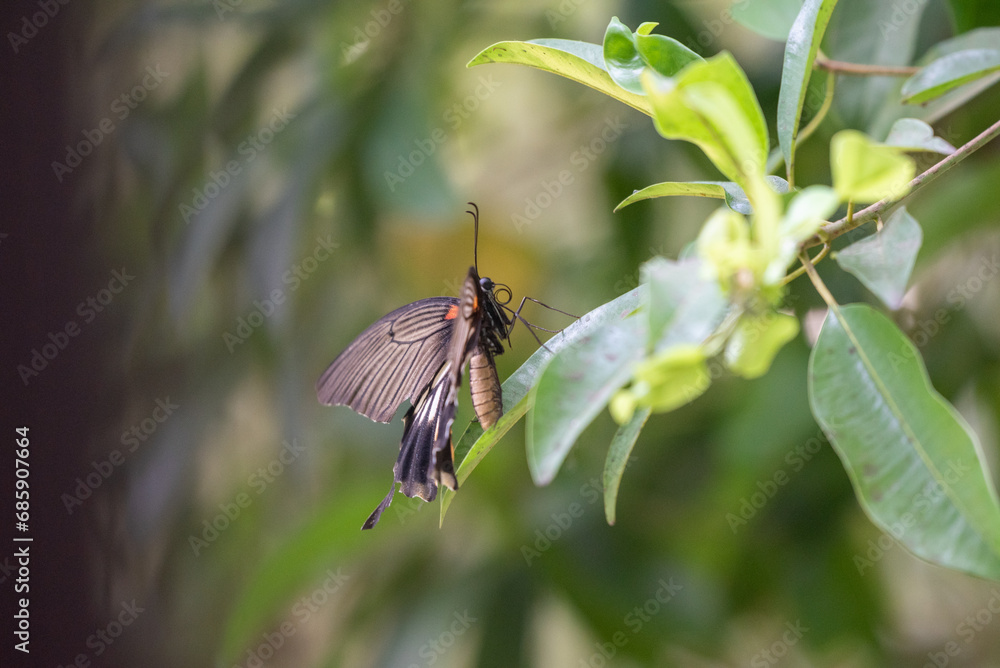 Beautiful butterfly, Papilio memnon, the great Mormon, is a large ...