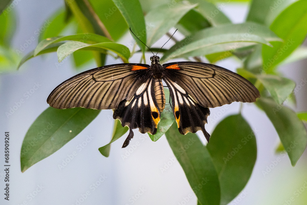 Beautiful butterfly, Papilio memnon, the great Mormon, is a large ...