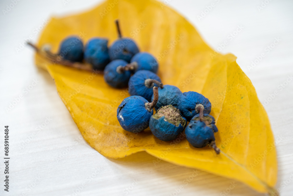 Fruit of Elaeocarpus angustifolius is a species of flowering plant in ...