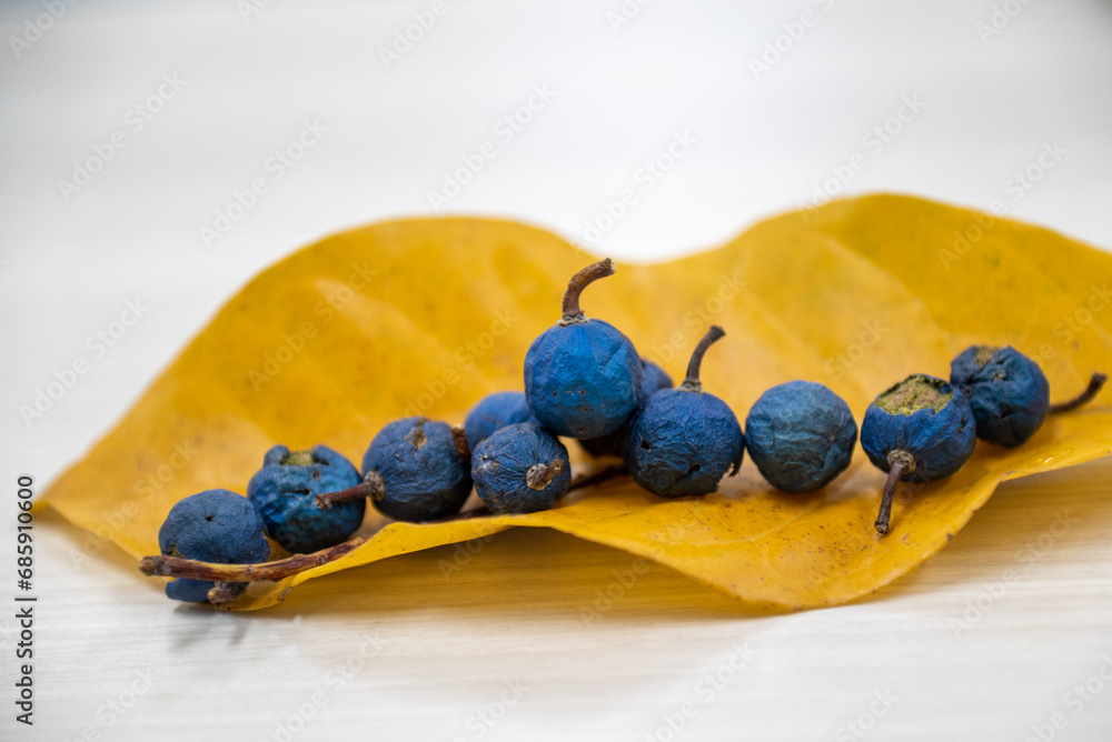 Fruit of Elaeocarpus angustifolius is a species of flowering plant in ...