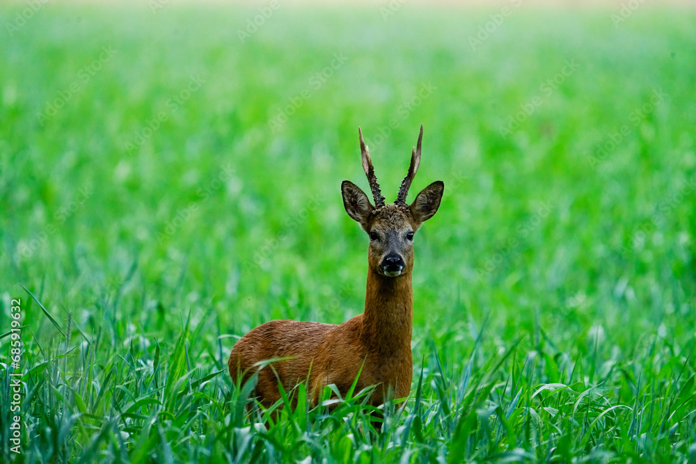 six point roe deer buck in the green crops looking at viewer Stock ...