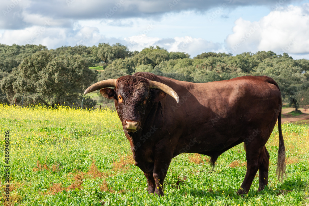 Retinta Strength: Superb and Impressive Profile of a Retinta Breed Bull ...