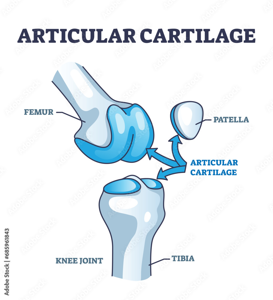 Vecteur Stock Articular cartilage structure and location in knee joint ...