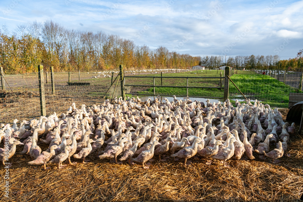 Elevage de canards de race mulard pour engraissement et production de ...