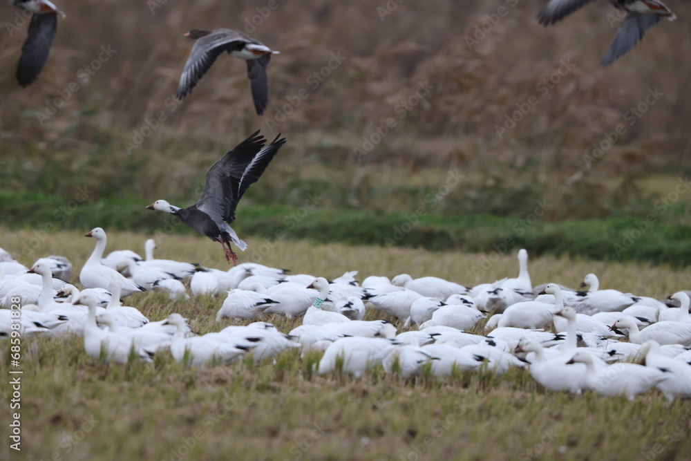 The snow goose (Anser caerulescens) is a species of goose native to ...