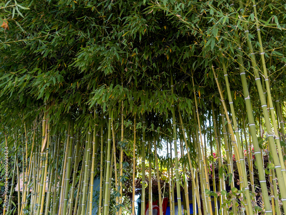 bamboo cultivation, production and reed type and unusual plants Stock ...