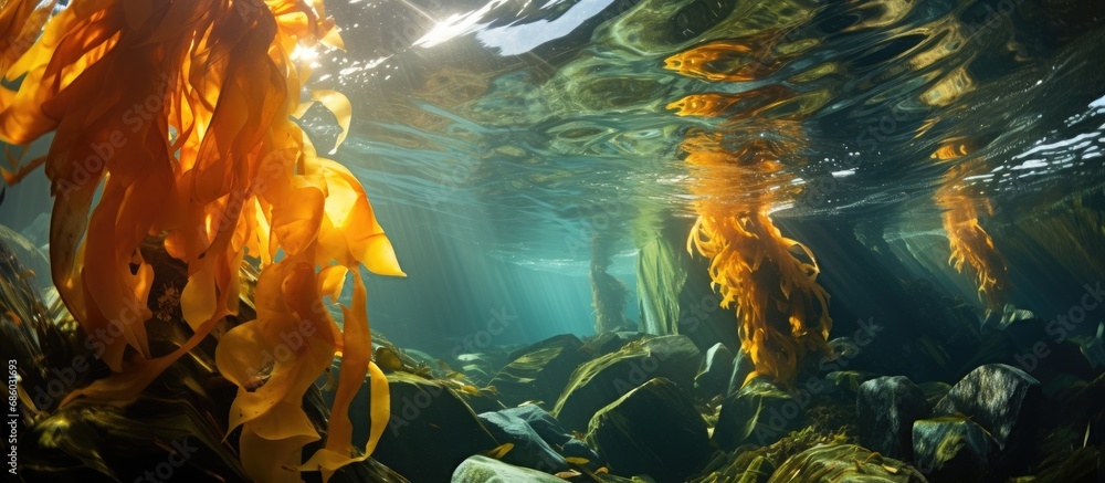 Giant kelp in a California kelp forest is essential for diverse eastern ...