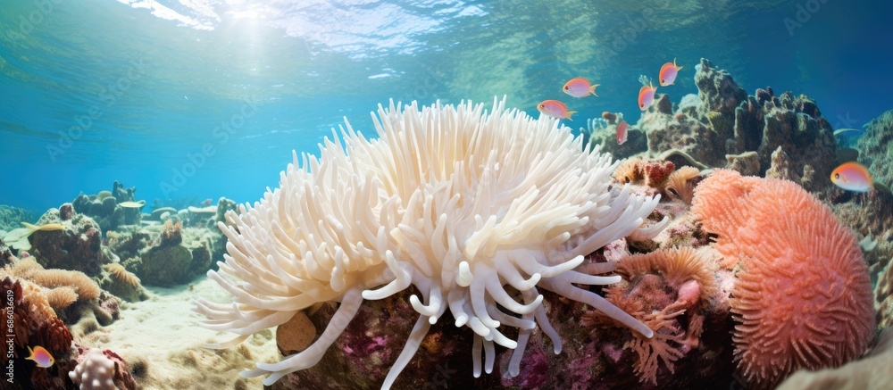 Indonesia's Raja Ampat has stunning marine life, including a vibrant ...