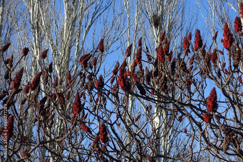 Maroon fruit clusters on leafless branches of Rhus typhina in January ...
