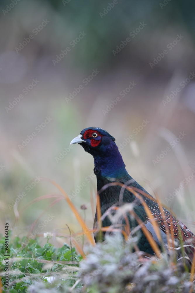 The green pheasant (Phasianus versicolor), also known as the Japanese ...