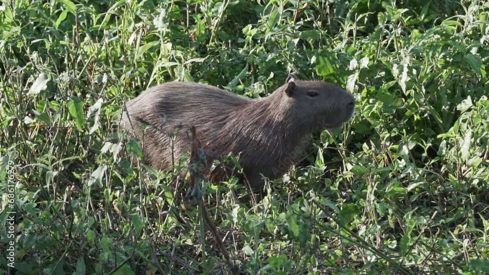 family of greater capybara, Hydrochoerus hydrochaeris, is the largest ...