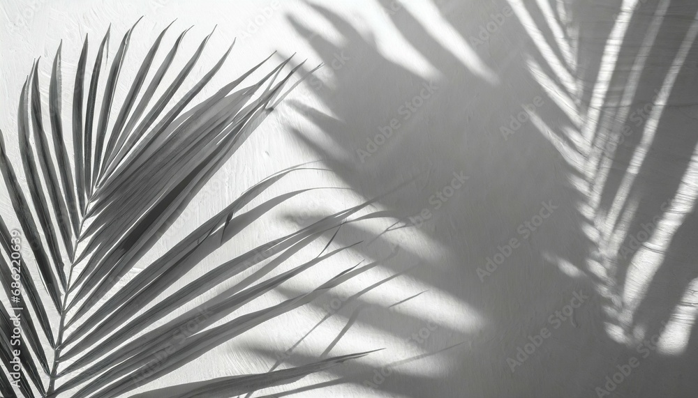 grey shadow of natural palm leaf abstract background falling on white ...