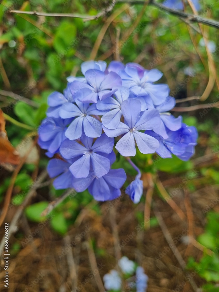 blue beautiful five-leaf flower, Plumbago auriculata, Cape leadwort ...