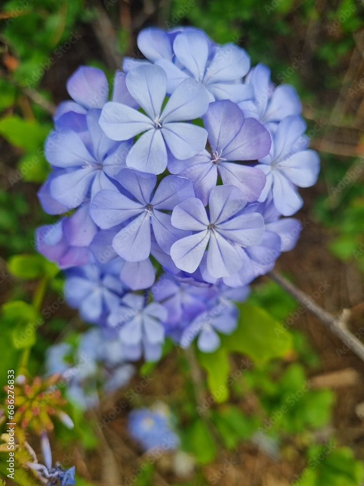 blue beautiful five-leaf flower, Plumbago auriculata, Cape leadwort ...