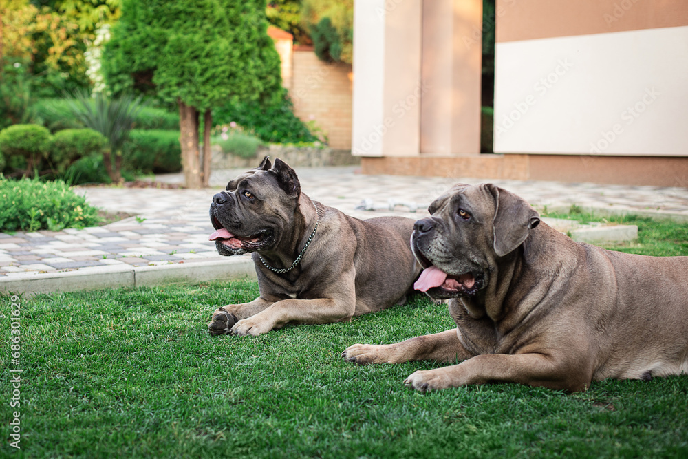 Cane Corso portrait. Two Cane Corso lie on the lawn. on open air. Large ...
