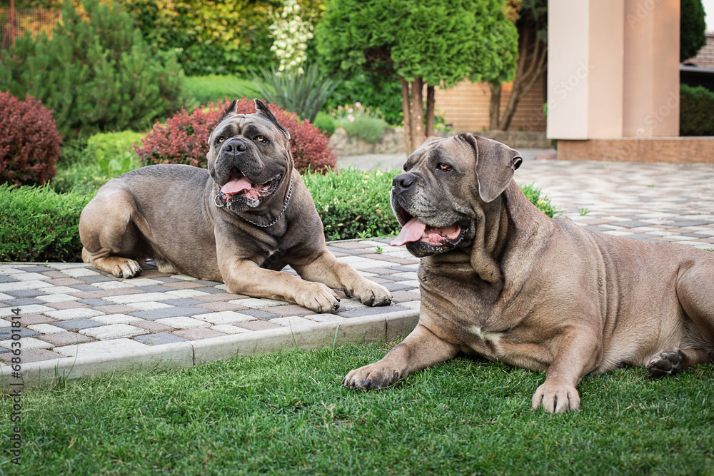 Cane Corso portrait. Two Cane Corso lie on the lawn. on open air. Large ...