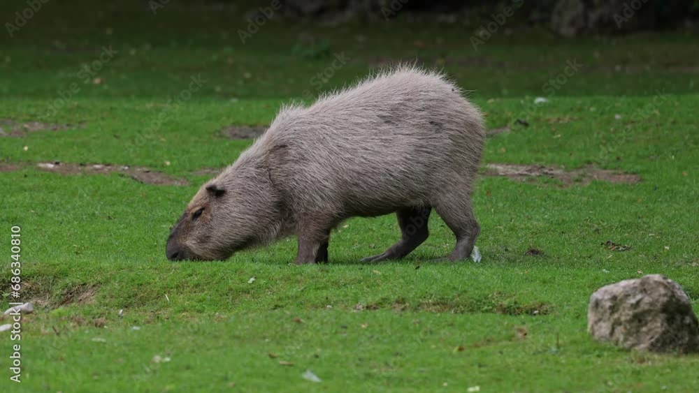 The capybara, Hydrochoerus hydrochaeris is the largest extant rodent in ...