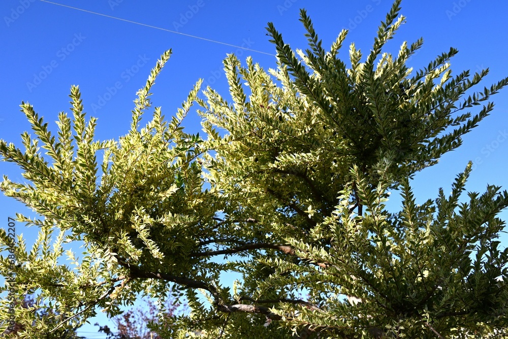 Variegated Myrtle (Myrtus communis) ‘Variegata’. Myrtaceae evergreen ...