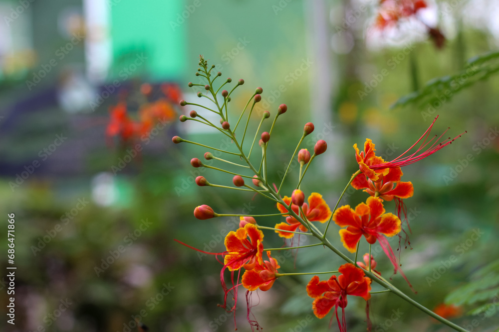Caesalpinia pulcherrima flowers, The most common names are: peacock ...