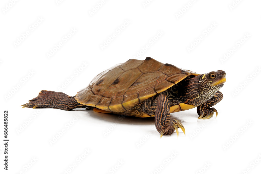 Sabine Map Turtle // Sabine-Höckerschildkröte (Graptemys sabinensis ...