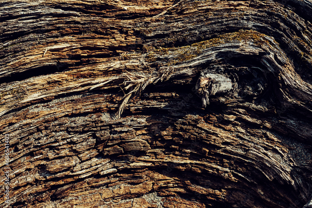 decorative wood structure with fibers, parts of the tree trunk ...