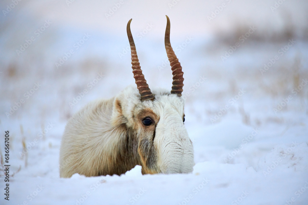 Saiga antelope male. Saiga antelope close-up. The saiga antelope (Saiga ...