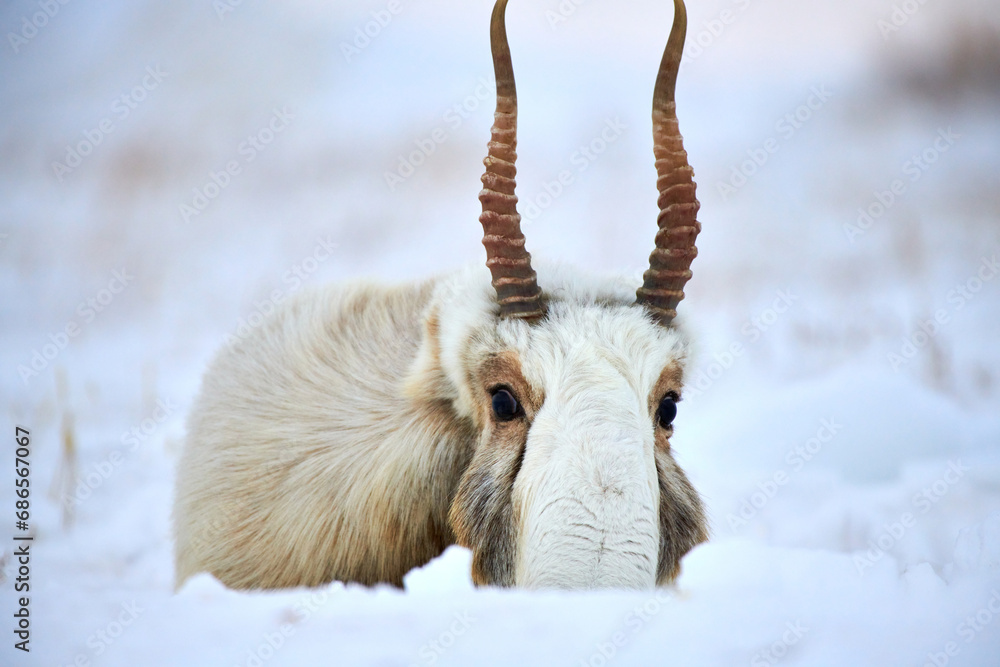 Saiga antelope male. Saiga antelope close-up. The saiga antelope (Saiga ...
