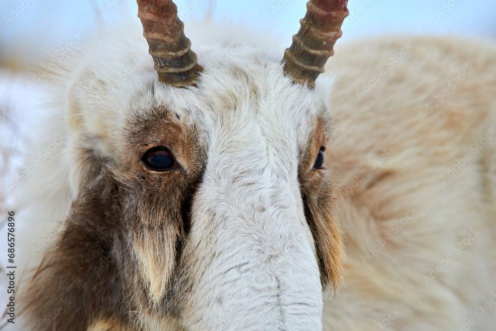 Saiga antelope male. Saiga antelope close-up. Saiga antelope head. The ...