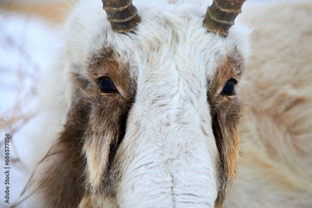 Saiga antelope male. Saiga antelope close-up. Saiga antelope head. The ...