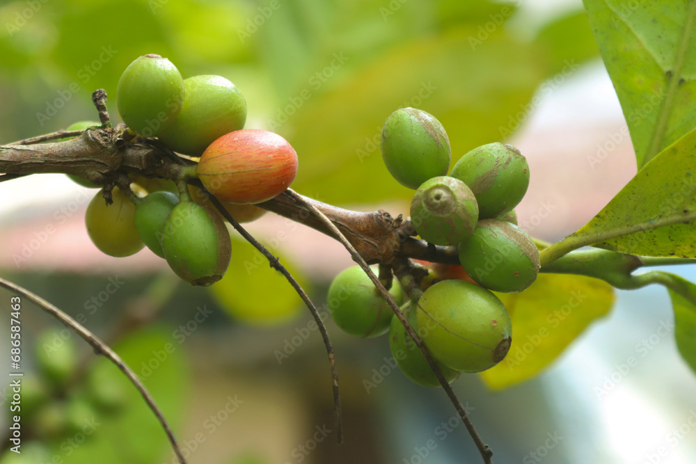 Coffee Tree Coffea Arabica Arabic Coffee Plant Kerala Coffee Plant ...