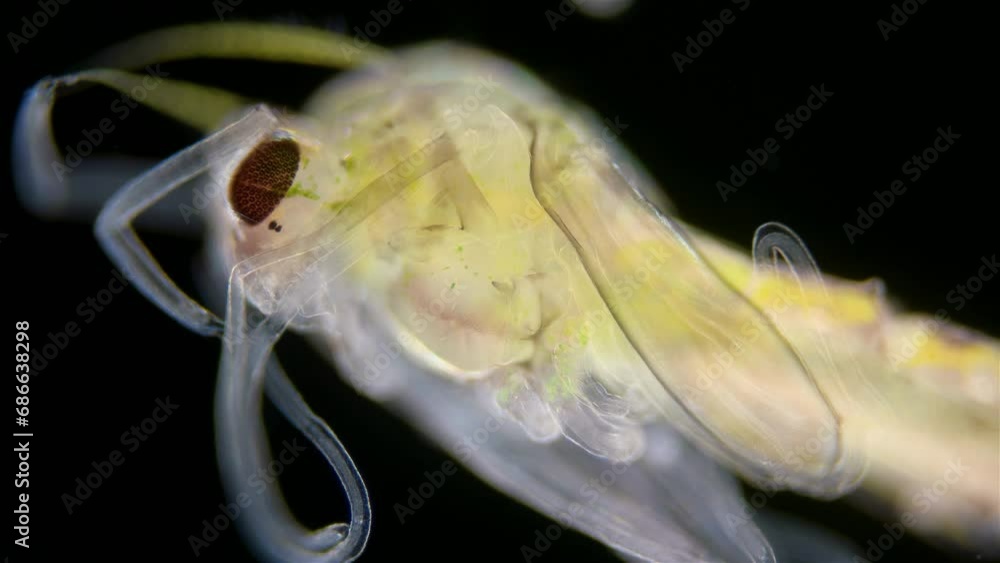 Pupa (larva) of a mosquito under a microscope, order Diptera, an adult ...