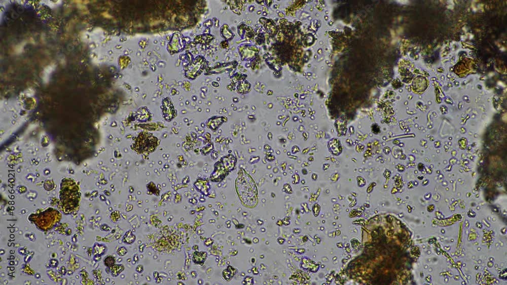 Soil under the microscopy, looking at sand, silt and clay and soil ...