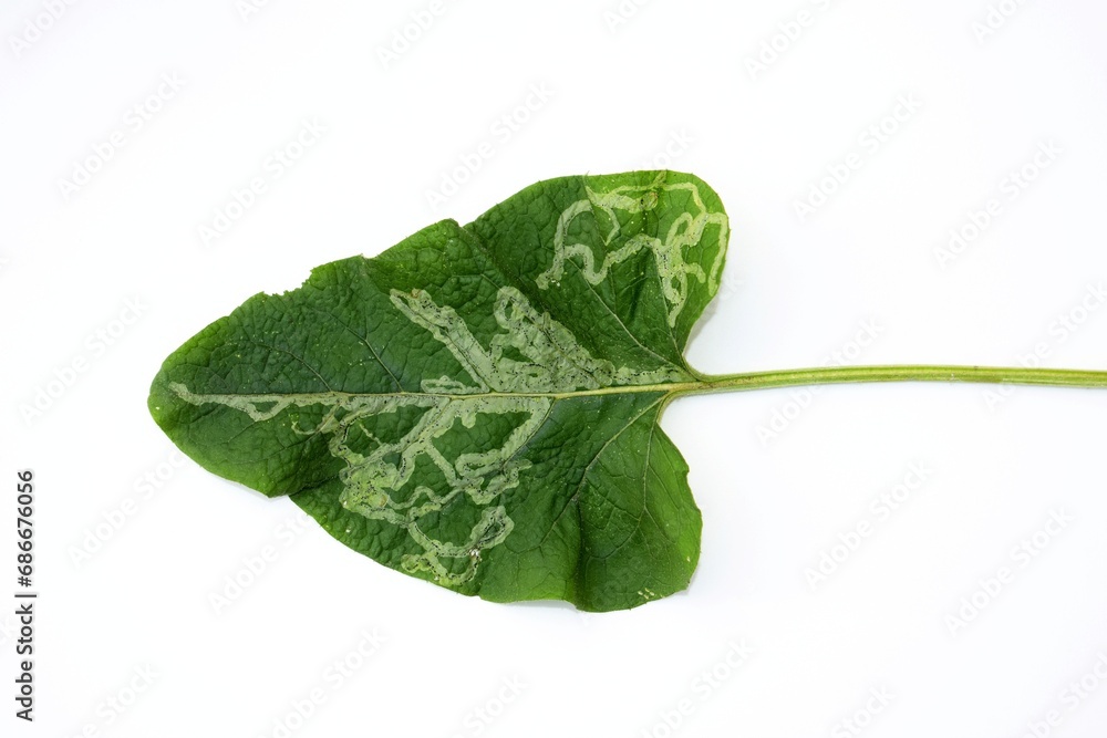 Leaf with mines, damage caused by larval stage of insects. Leaf miners ...
