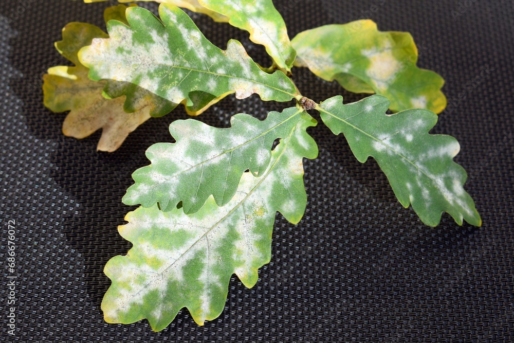 Powdery mildew disease on oak leaves caused by Erysiphe alphitoides ...